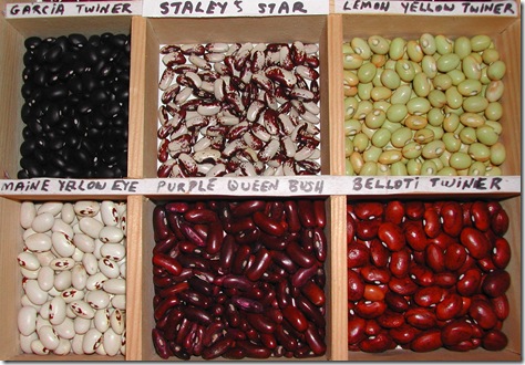 Adelaide Kitchen Gardeners: What bean is that?